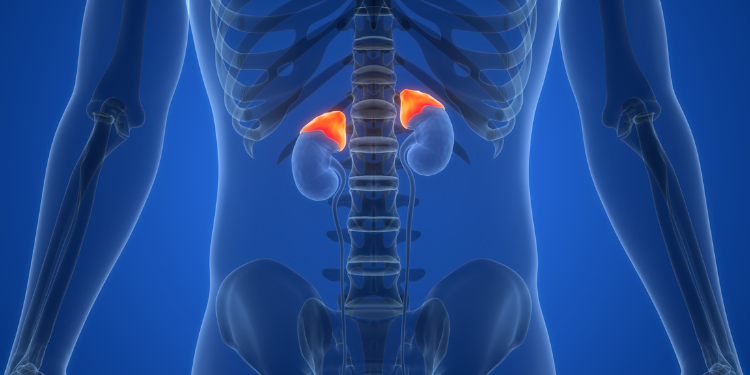 Glanda suprarenala: ce este, ce functii are, tipuri de tumori